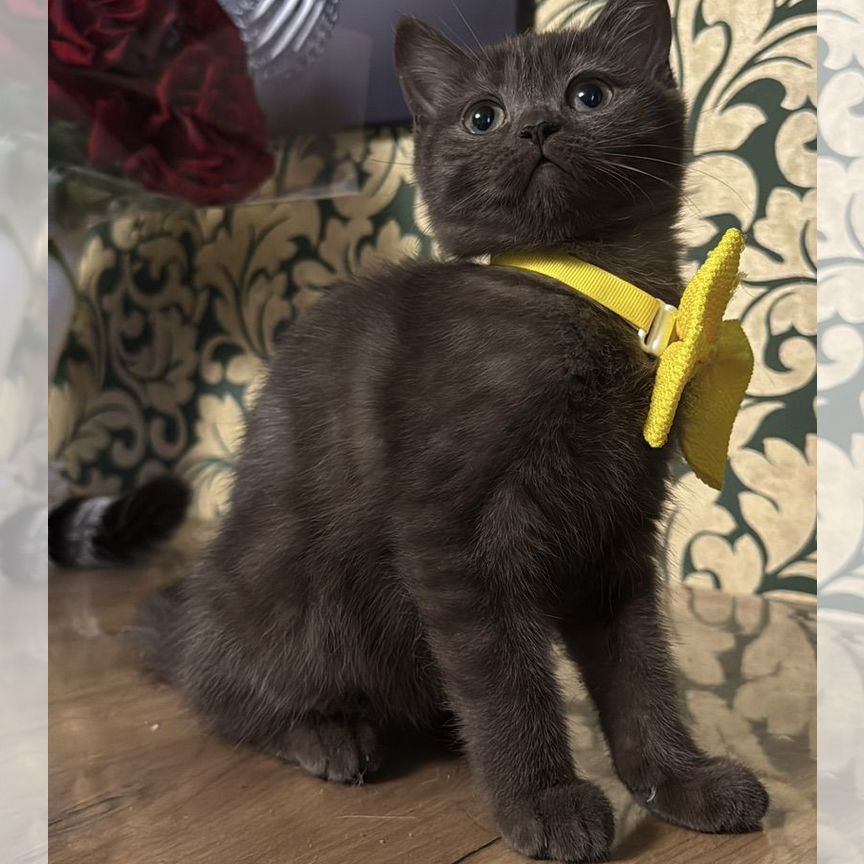 Шоколадная девочка Бурма