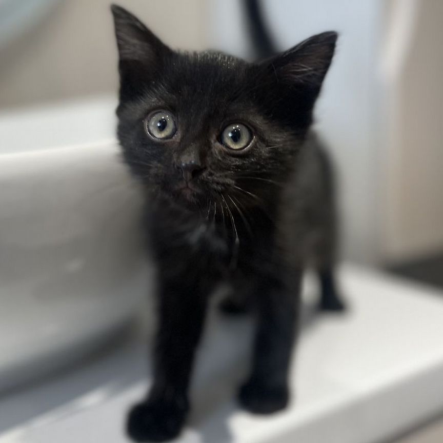 Котёнок в добрые руки