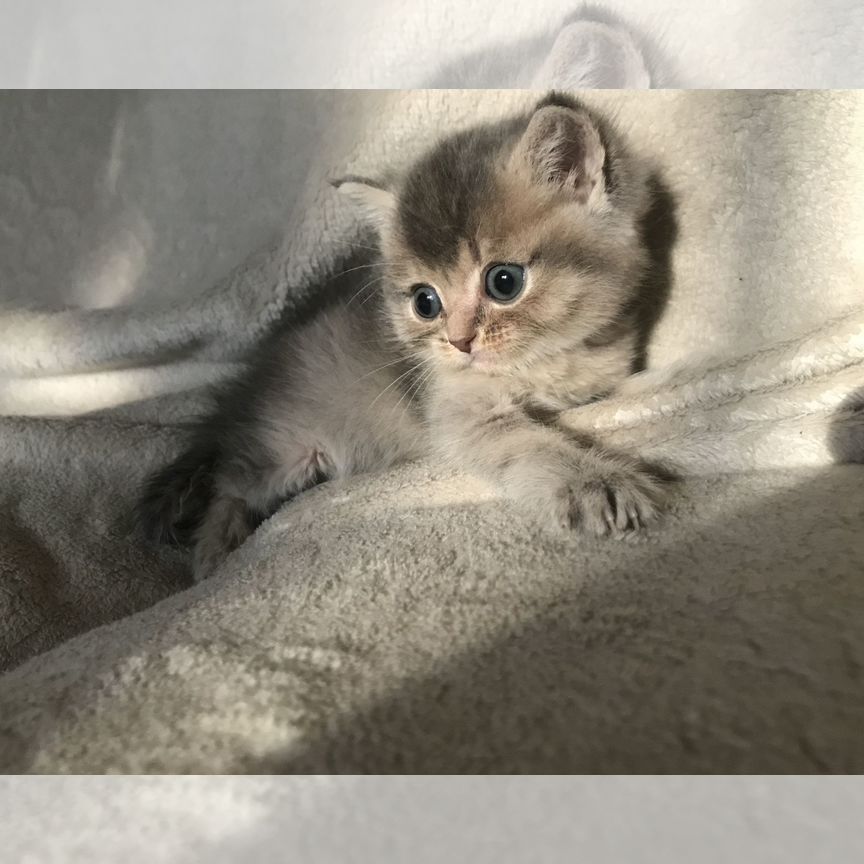 Шотландский вислоухий короткошёрстный котёнок