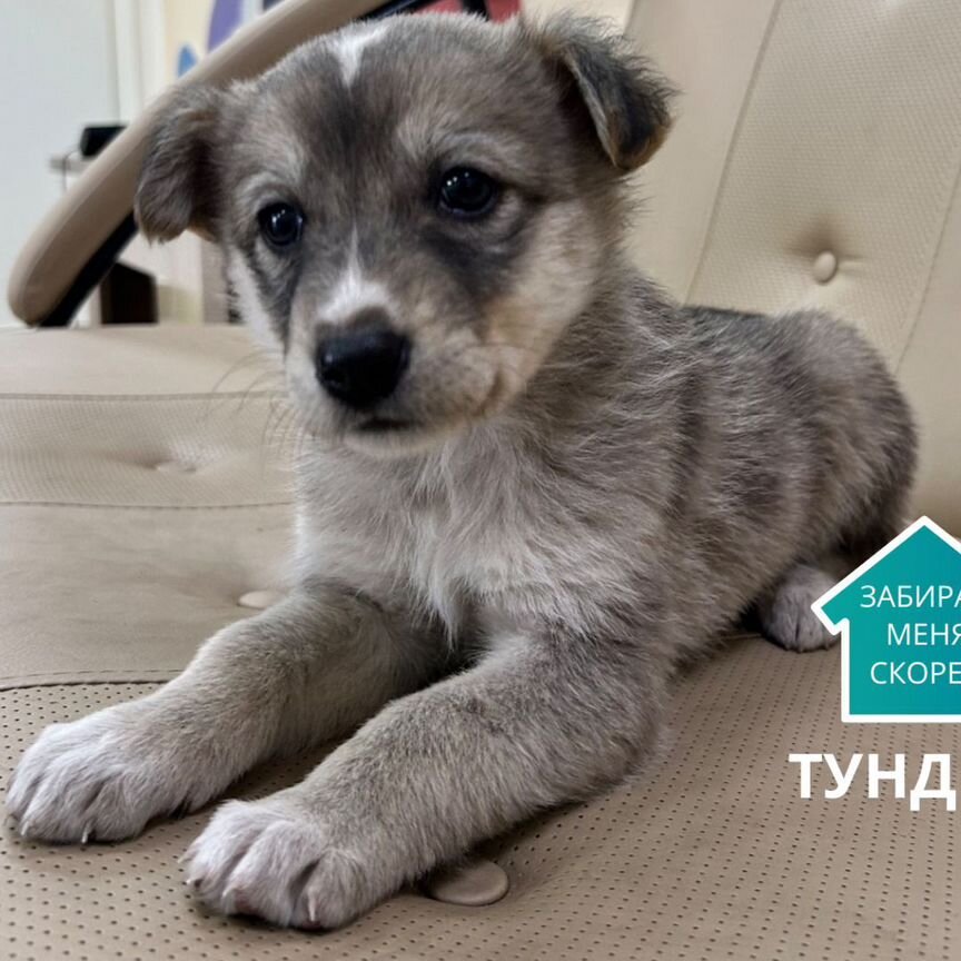 Щенок в добрые руки