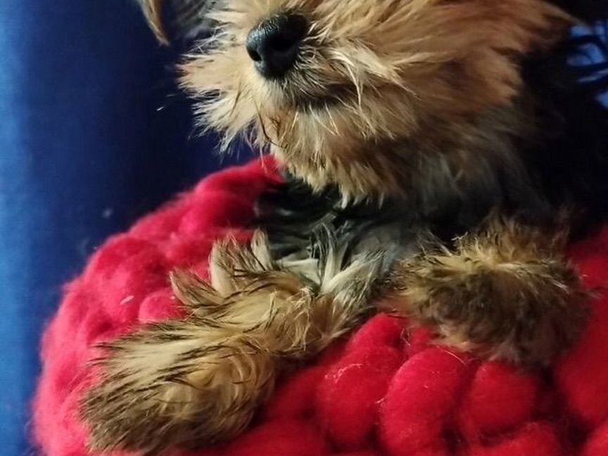 Йоркширский терьер щенки