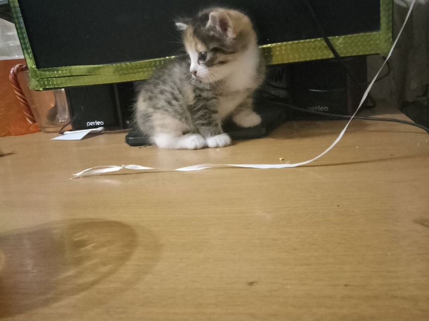 Трёхцветная красотка