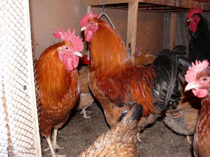Продам петухов. Большие