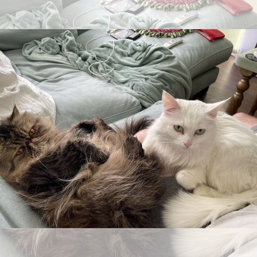 Персидский, взрослый кот