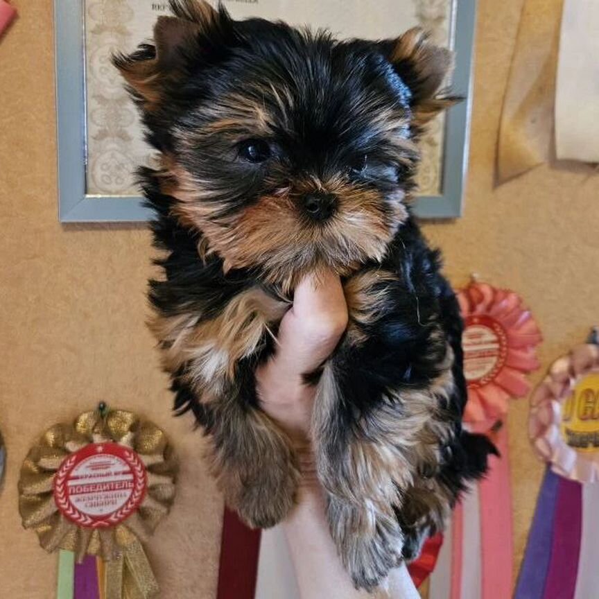 Йоркширский терьер, щенок