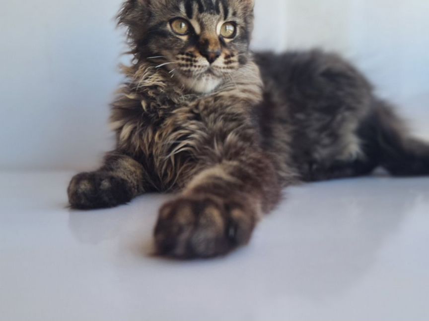 Девочка куночка