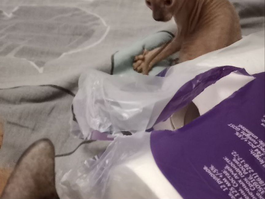 Донской сфинкс котята