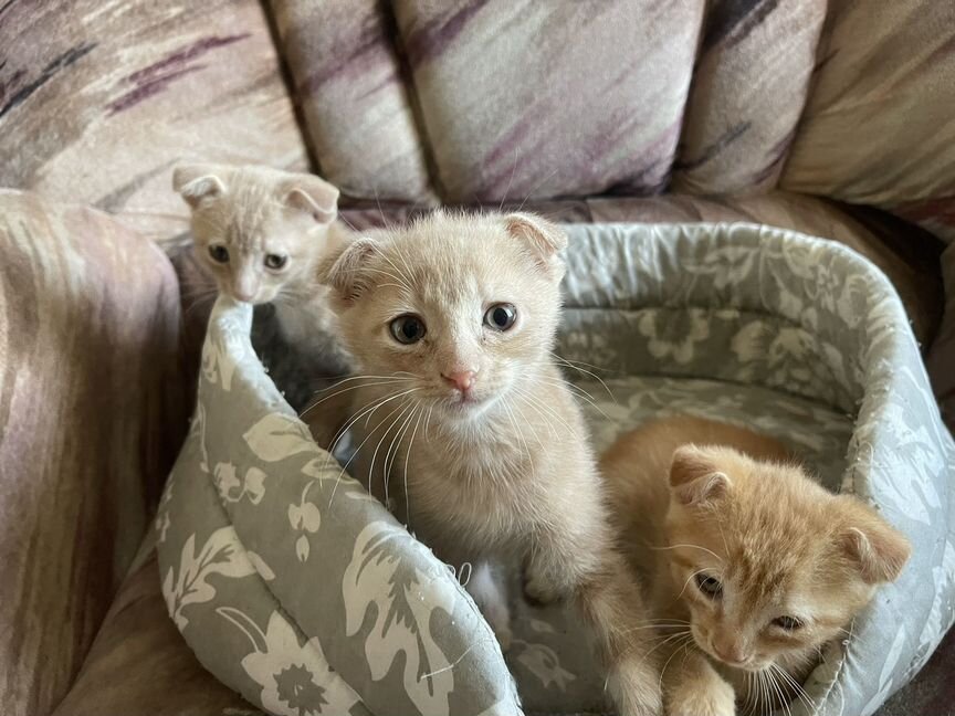 Ласковые вислоухие девочки ищут дом