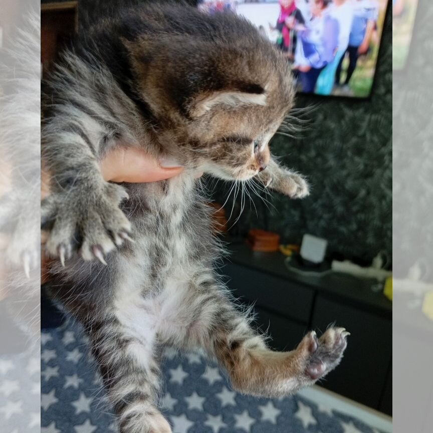Шотландский вислоухий короткошёрстный котёнок