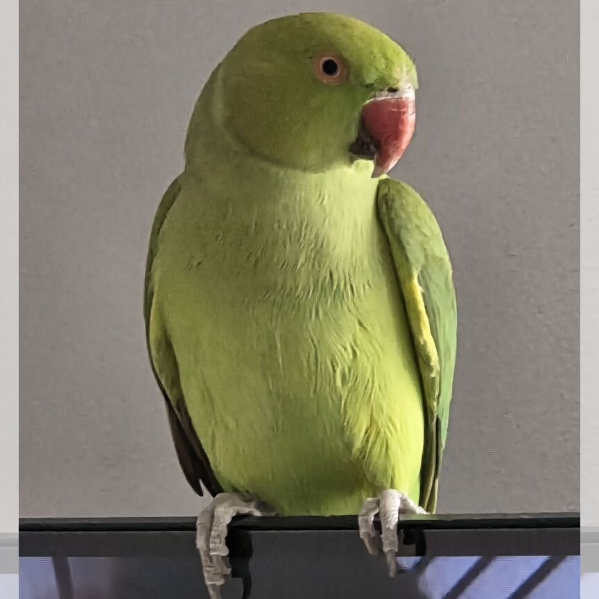 Ожереловый попугай самец