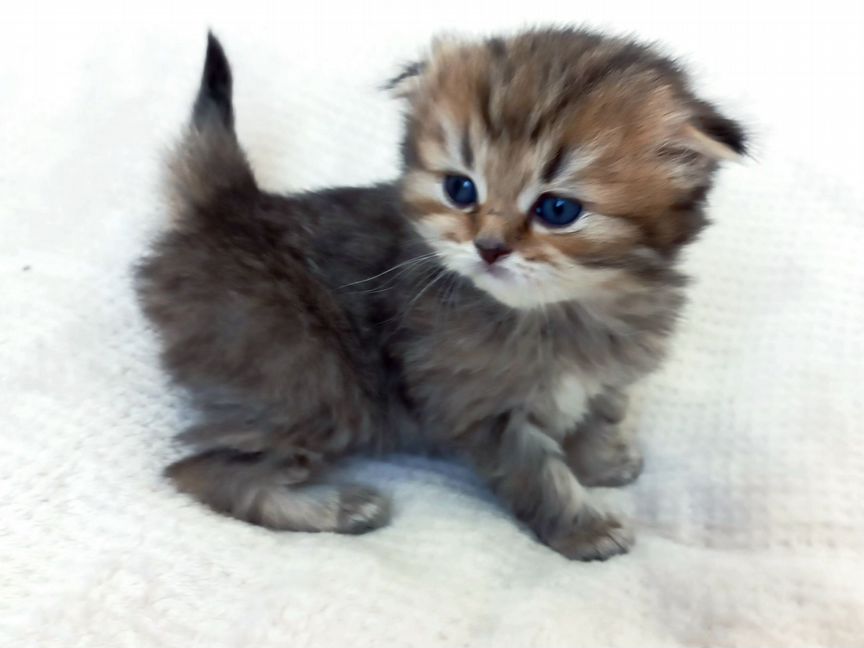 Шотландская вислоухая кошка