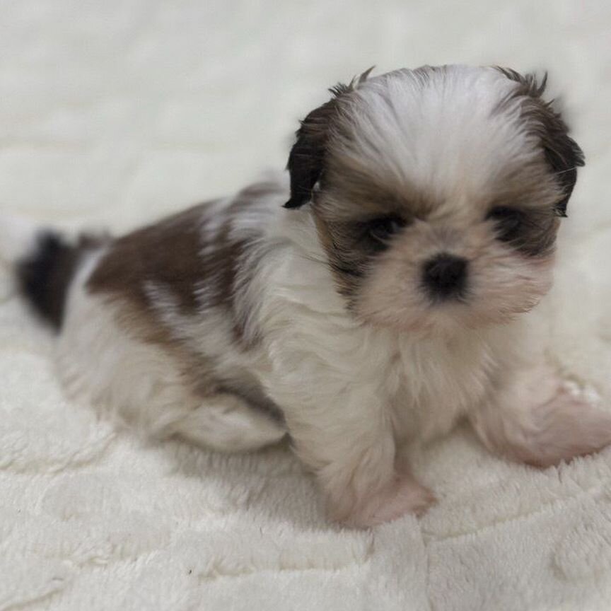 Ши-тцу, щенок