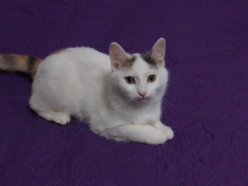 Кошка 5 месяцев, в дар