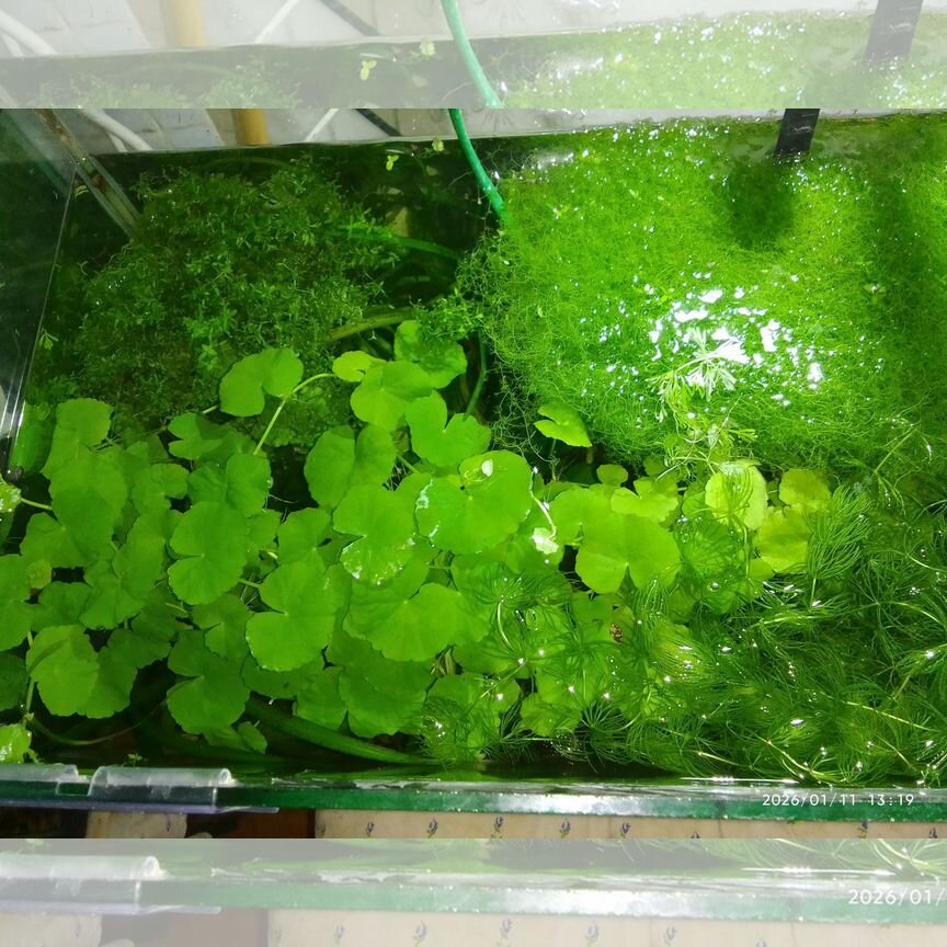 Аквариумные растения прополка