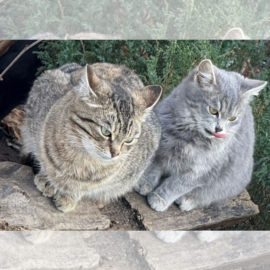 Взрослая, Девочка кошка в добрые руки