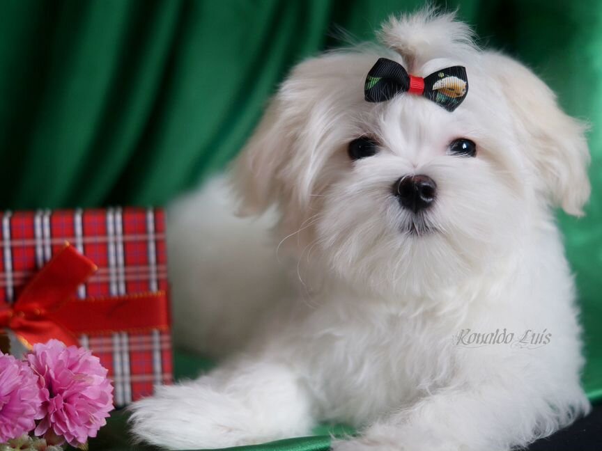 Мини мальтезе Рональдо