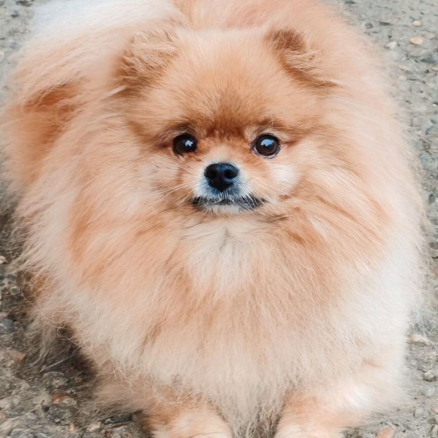 Отдам бесплатно собачку в заботливые руки