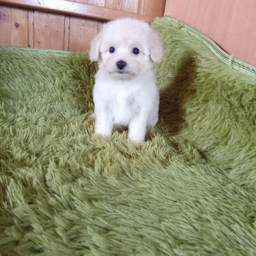 Мальтипу, щенок