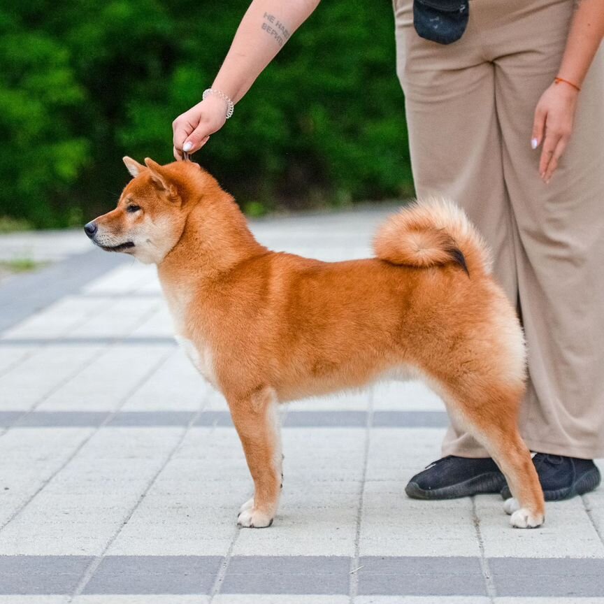 Щенки сиба ину