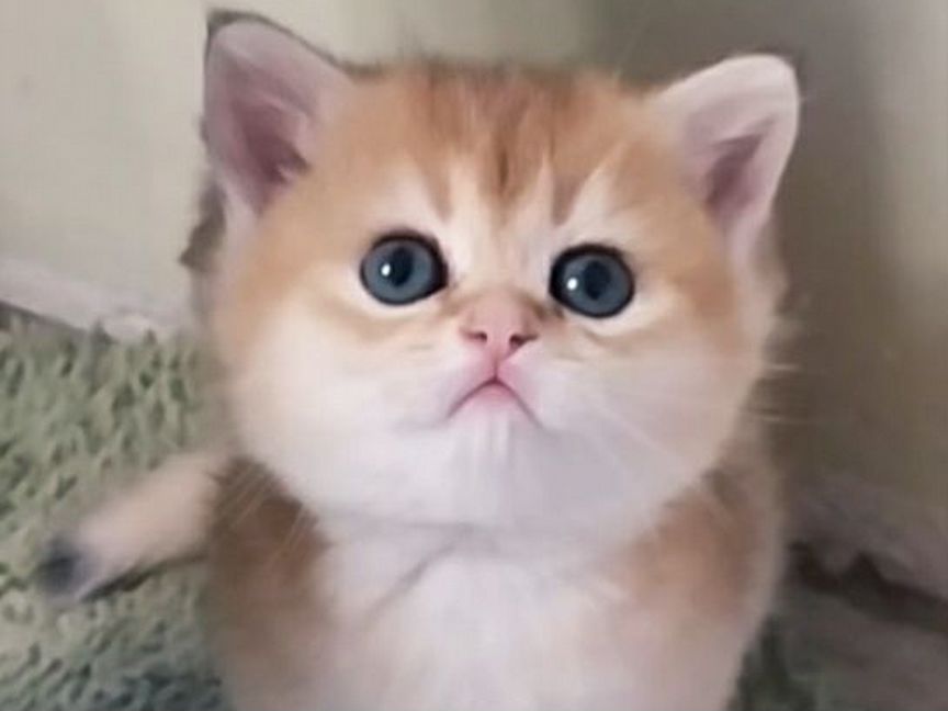 Нори-золотая шиншилла с родословной