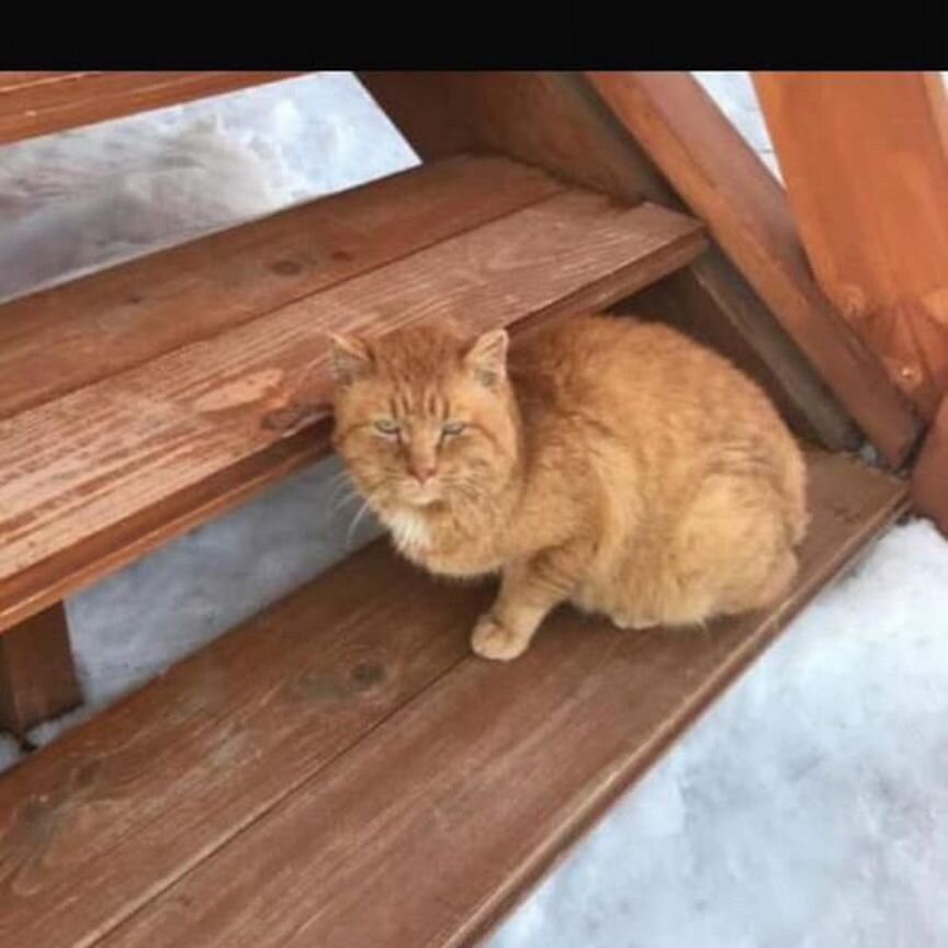 Рыжий кот мерзнет на дачах