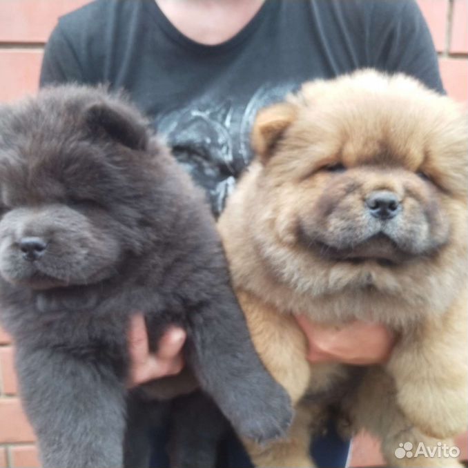 Чау-чау шикарные щенки