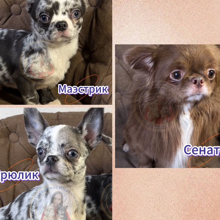 Чихуахуа, щенок