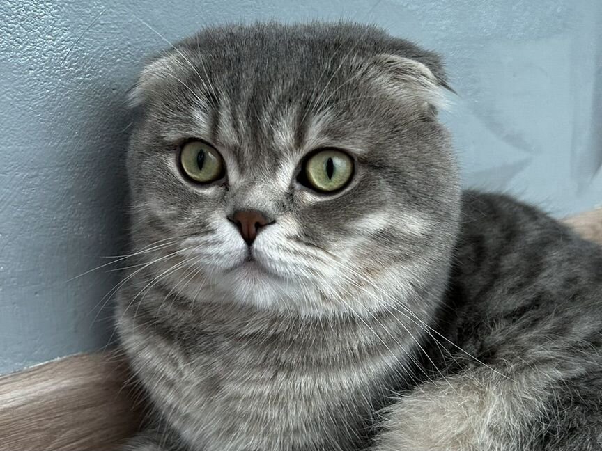 Шотландский кот,вязка