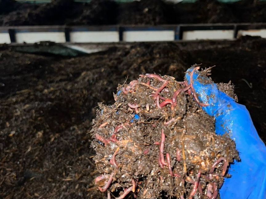 Калифорнийские черви, для удобрения/рыбалки