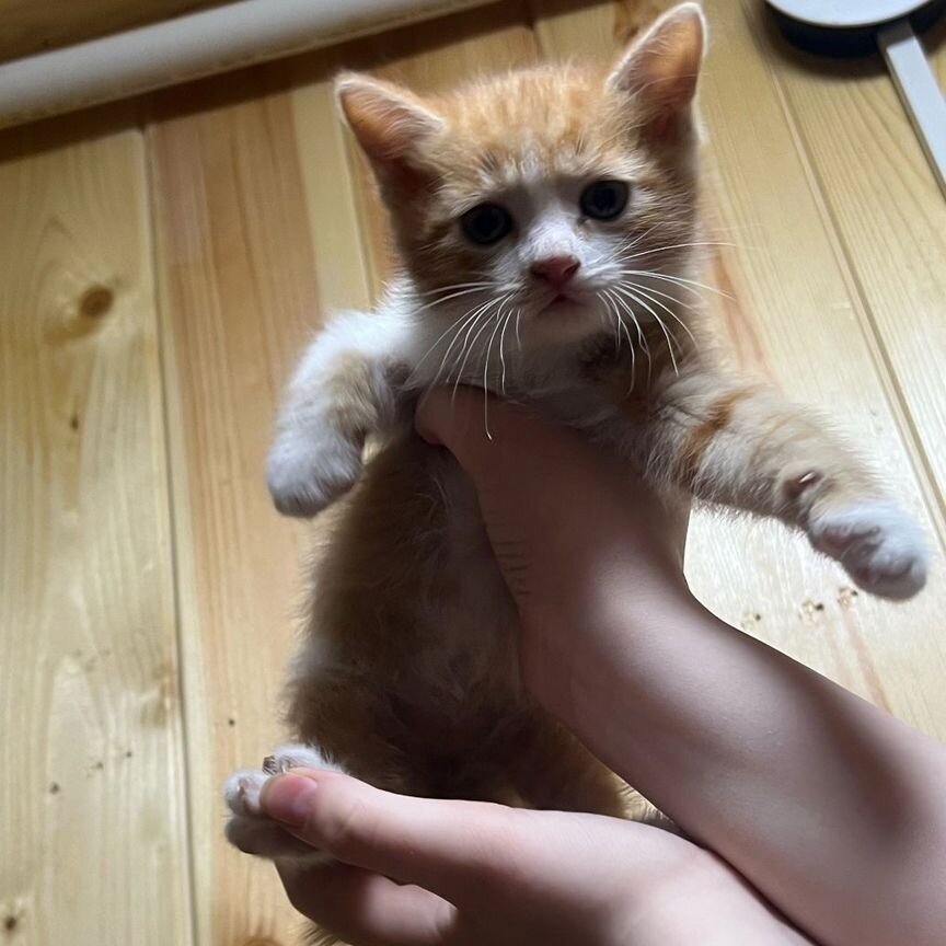 Котёнок в добрые руки