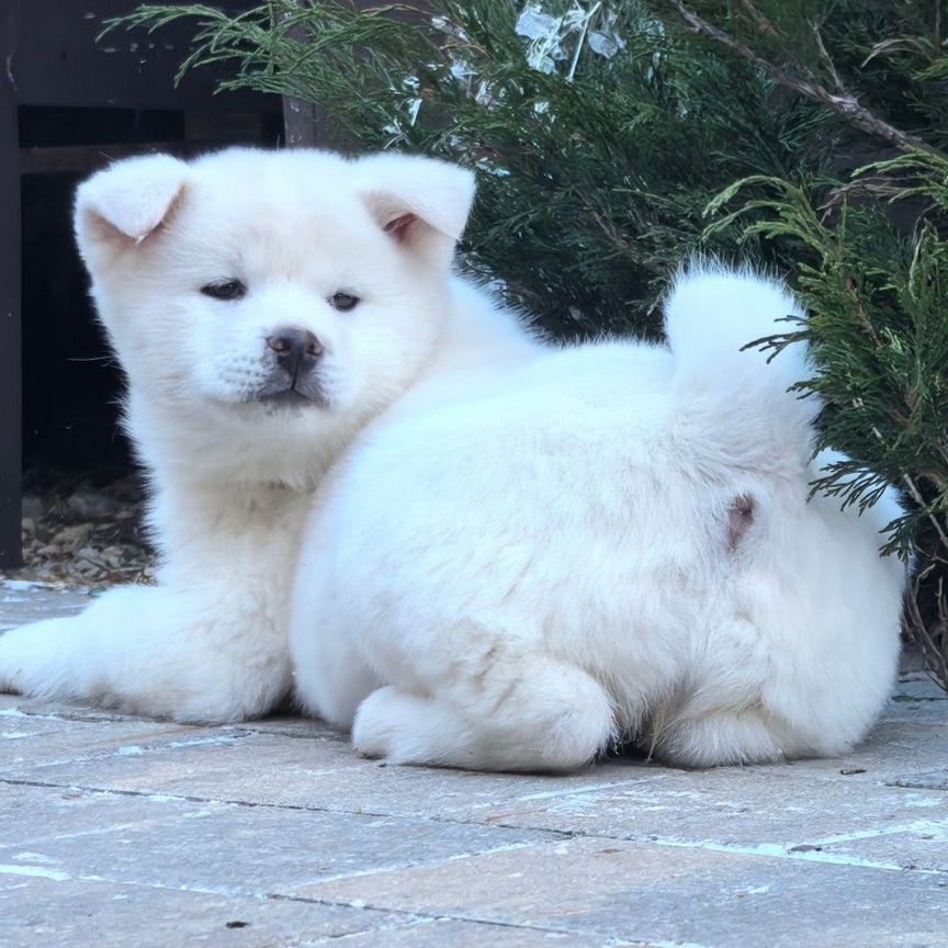 Акита-ину, щенок