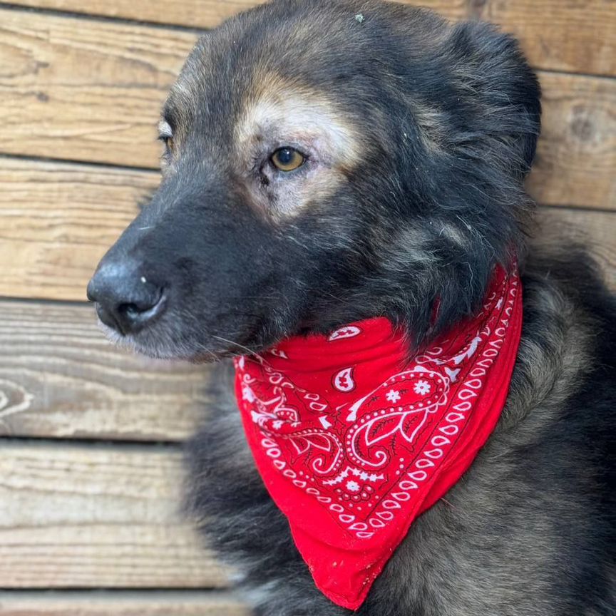 Собака в добрый дом