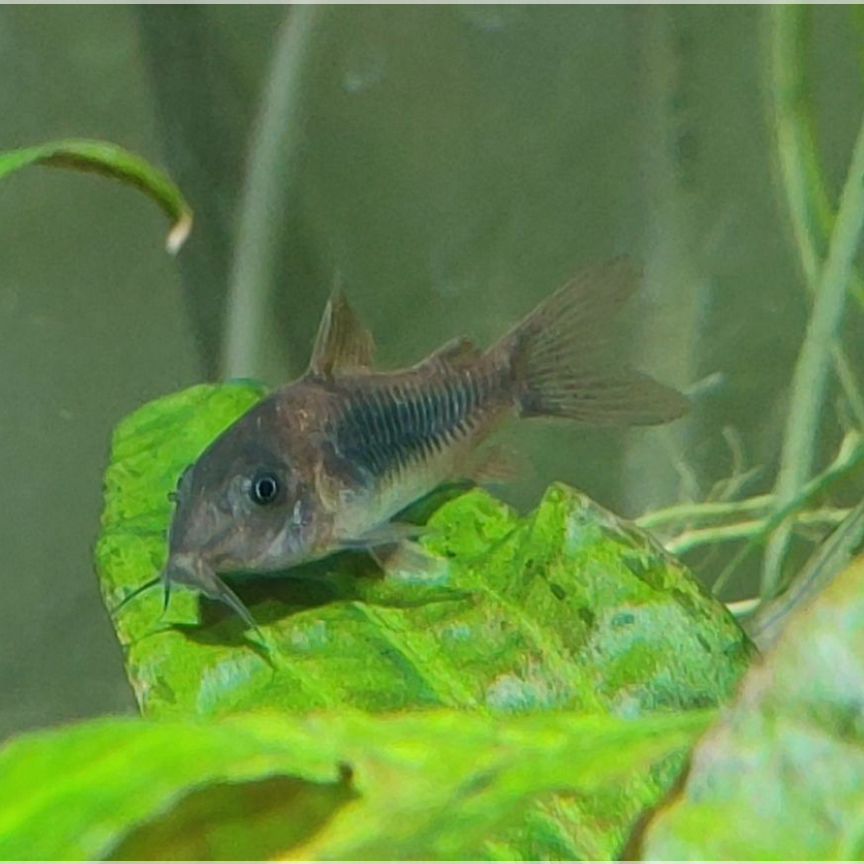 Сомики коридорасы