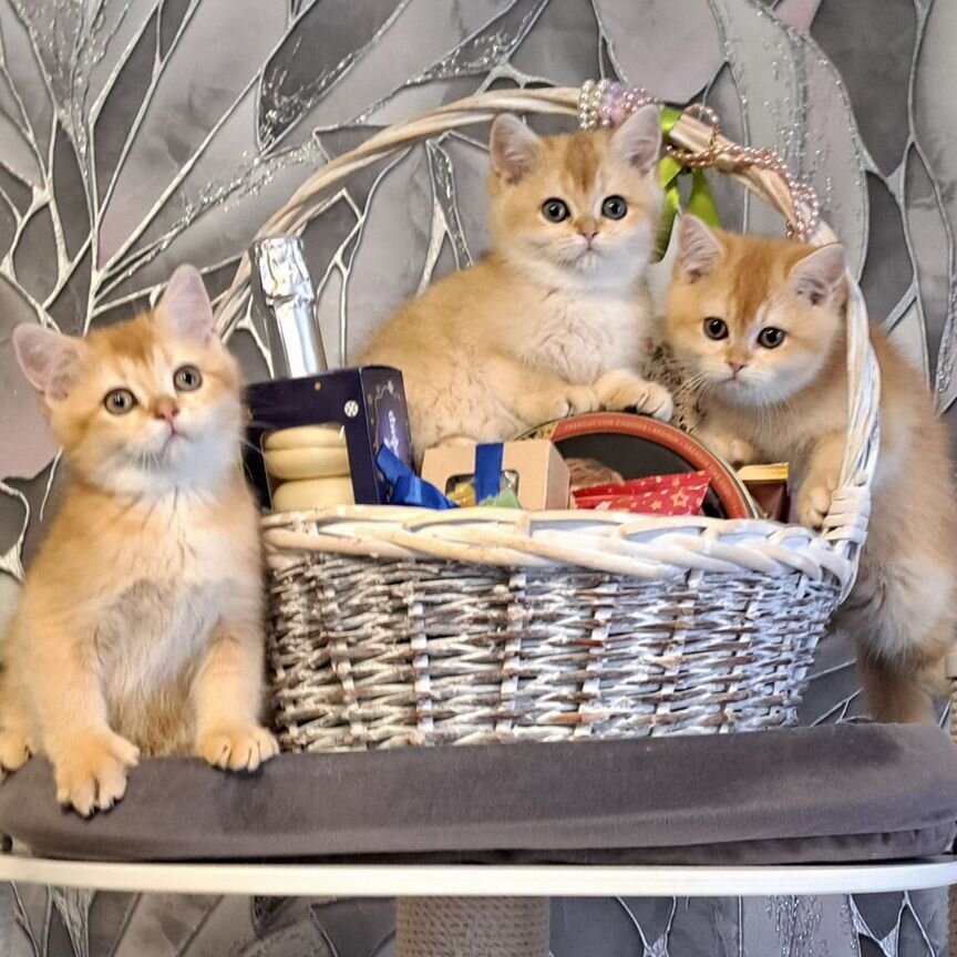 Шотландский прямоухий короткошёрстный котёнок