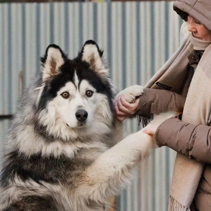 Маламут бесплатно