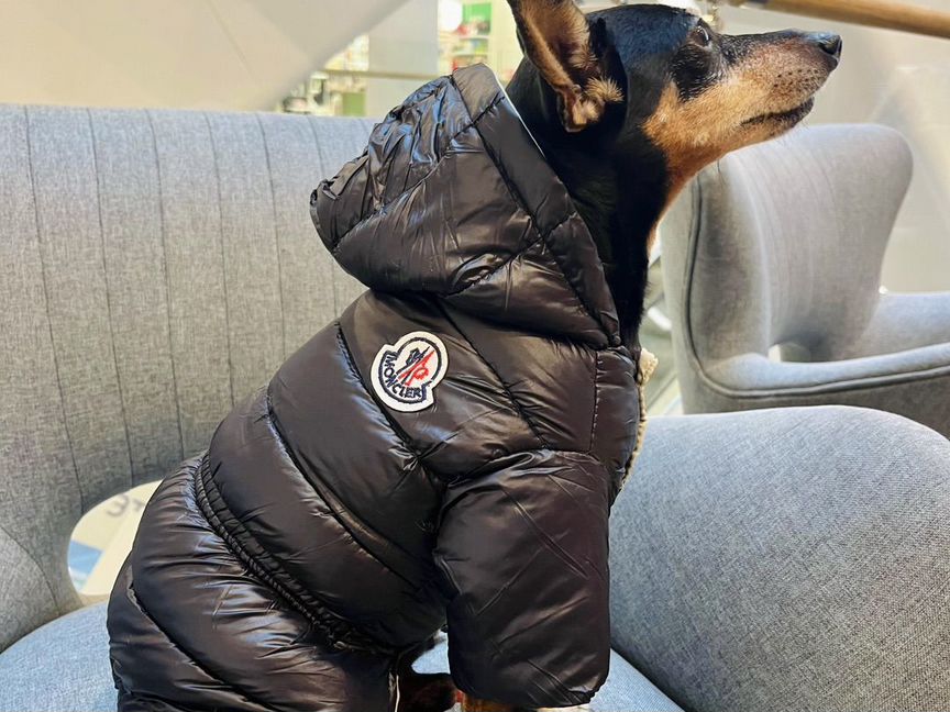 Комбинезон для собаки moncler