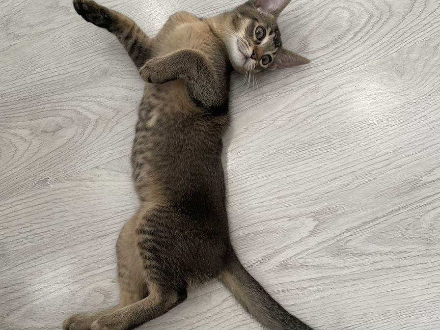 Кошка абиссинская 6 мес