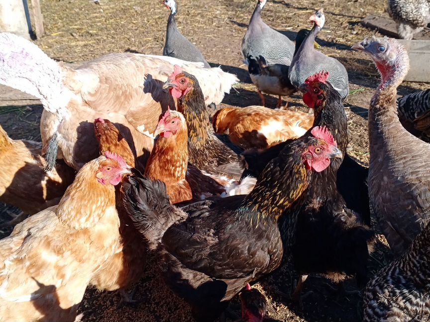 Куры Мастер грей,Ред бро,Гриз бар