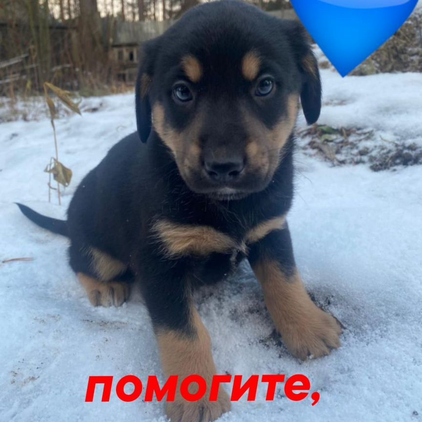Щенок в добрые руки бесплатно