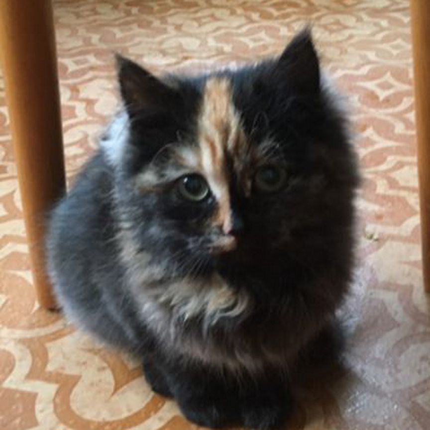 Котенок - мышеловка