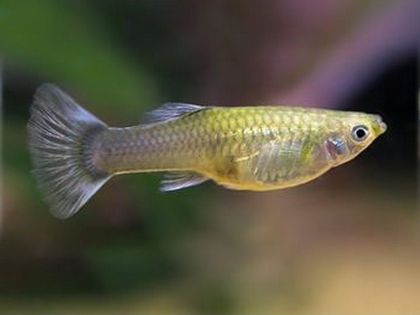 Мальки гуппи