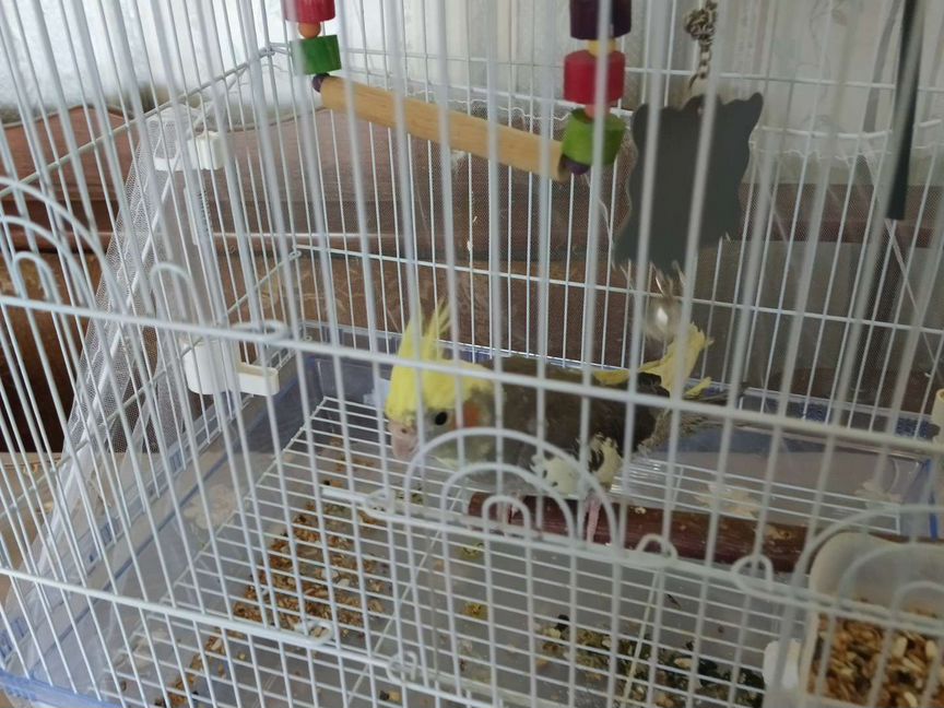 Попугай, карелла