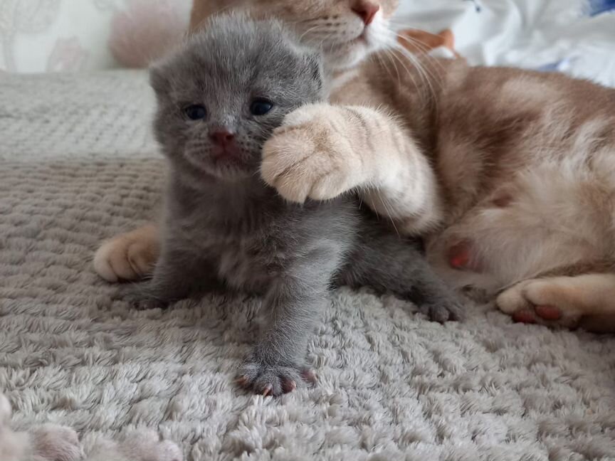 Шотландские котята