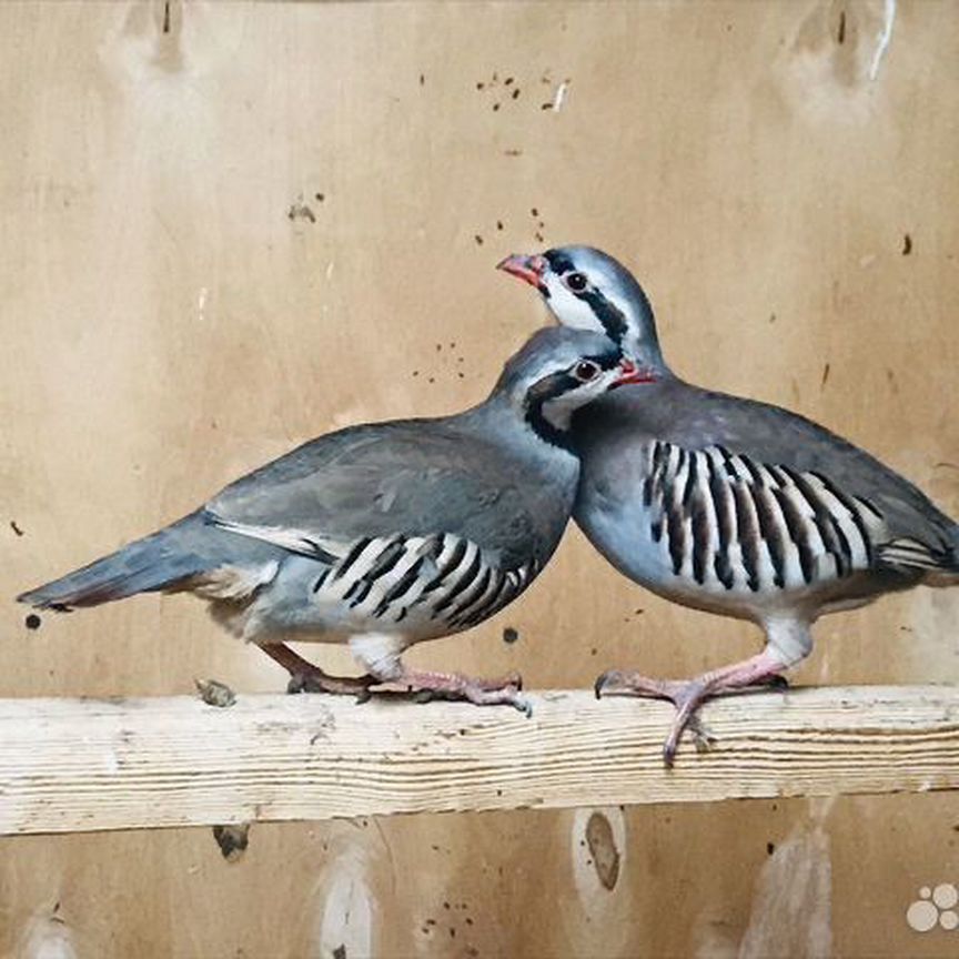 Куропатки кеклики