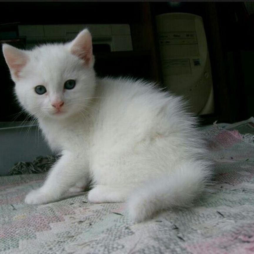 Котёнок - новый питомец и член семьи