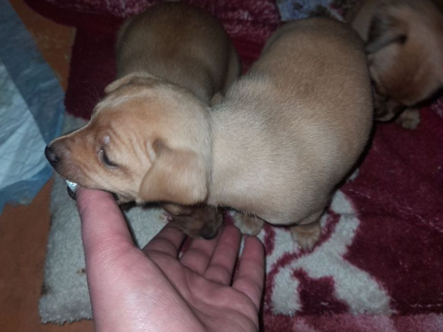 Той-терьер щенки