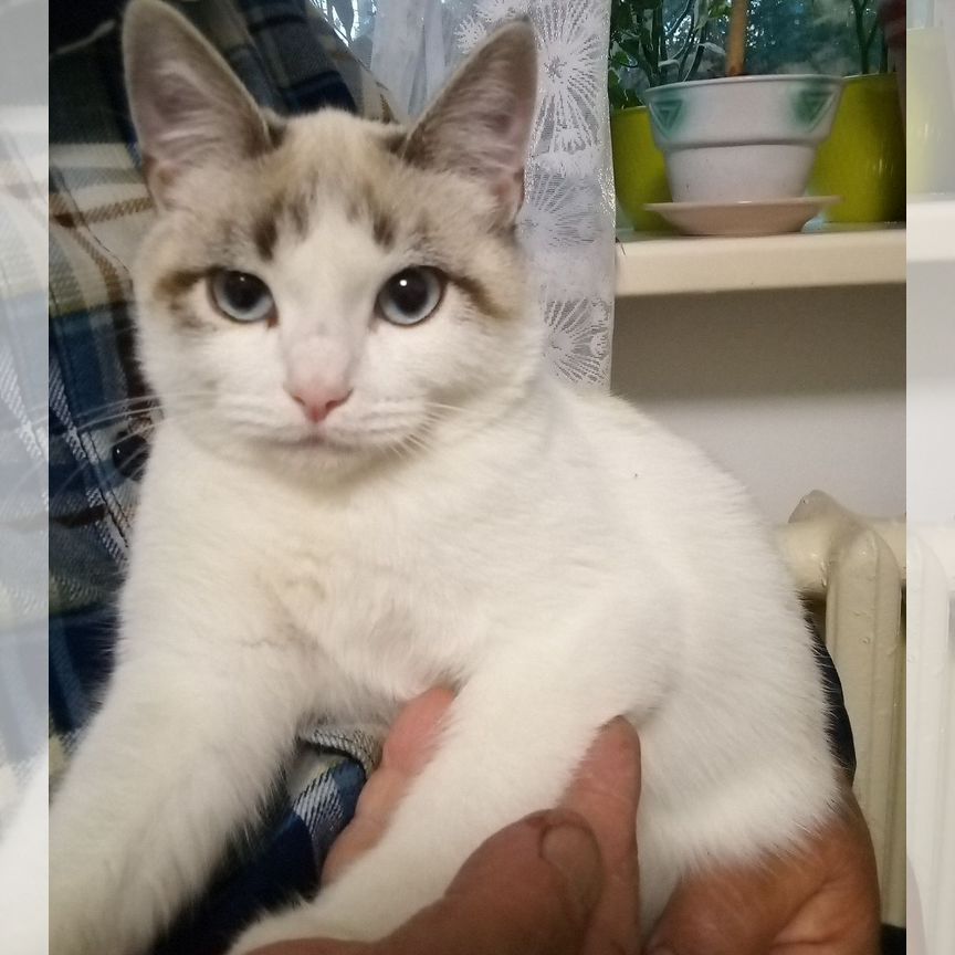 Котенок голубоглазый невский
