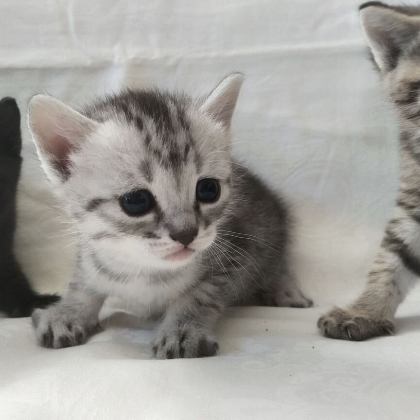 Котята от мышеловки