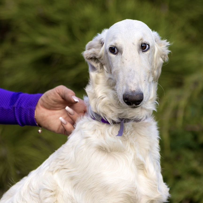 Русская борзая девочка