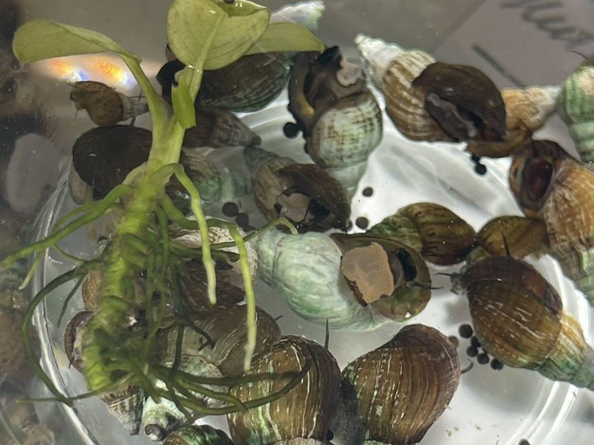 Улитки Мелании бесплатно